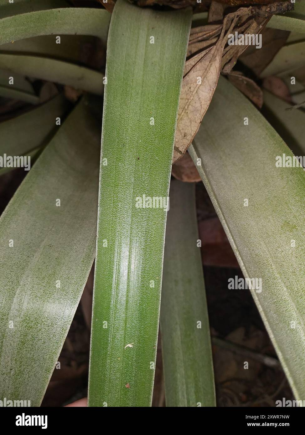 giant airplant (Tillandsia utriculata) Plantae Stock Photo - Alamy