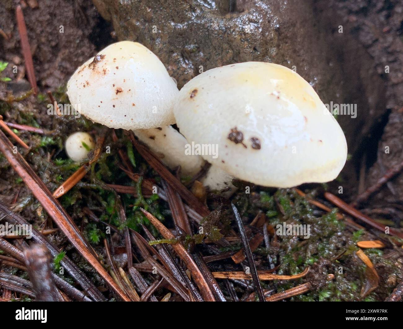 Gold Dust Waxy Cap (Hygrophorus chrysodon) Fungi Stock Photo - Alamy