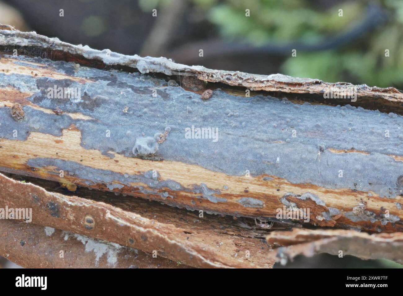 (Peniophora violaceolivida) Fungi Stock Photo - Alamy