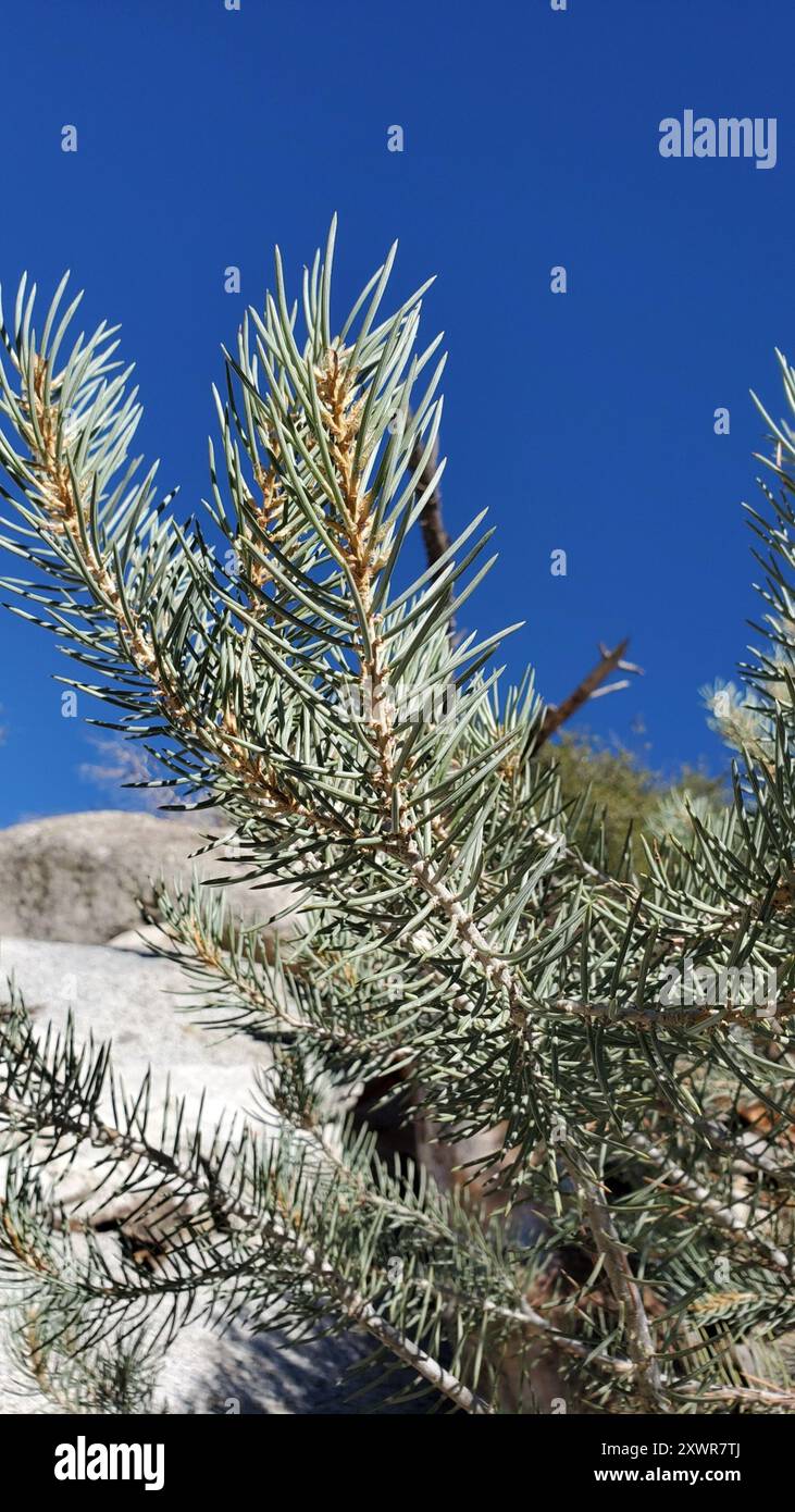 singleleaf pinyon (Pinus monophylla) Plantae Stock Photo - Alamy