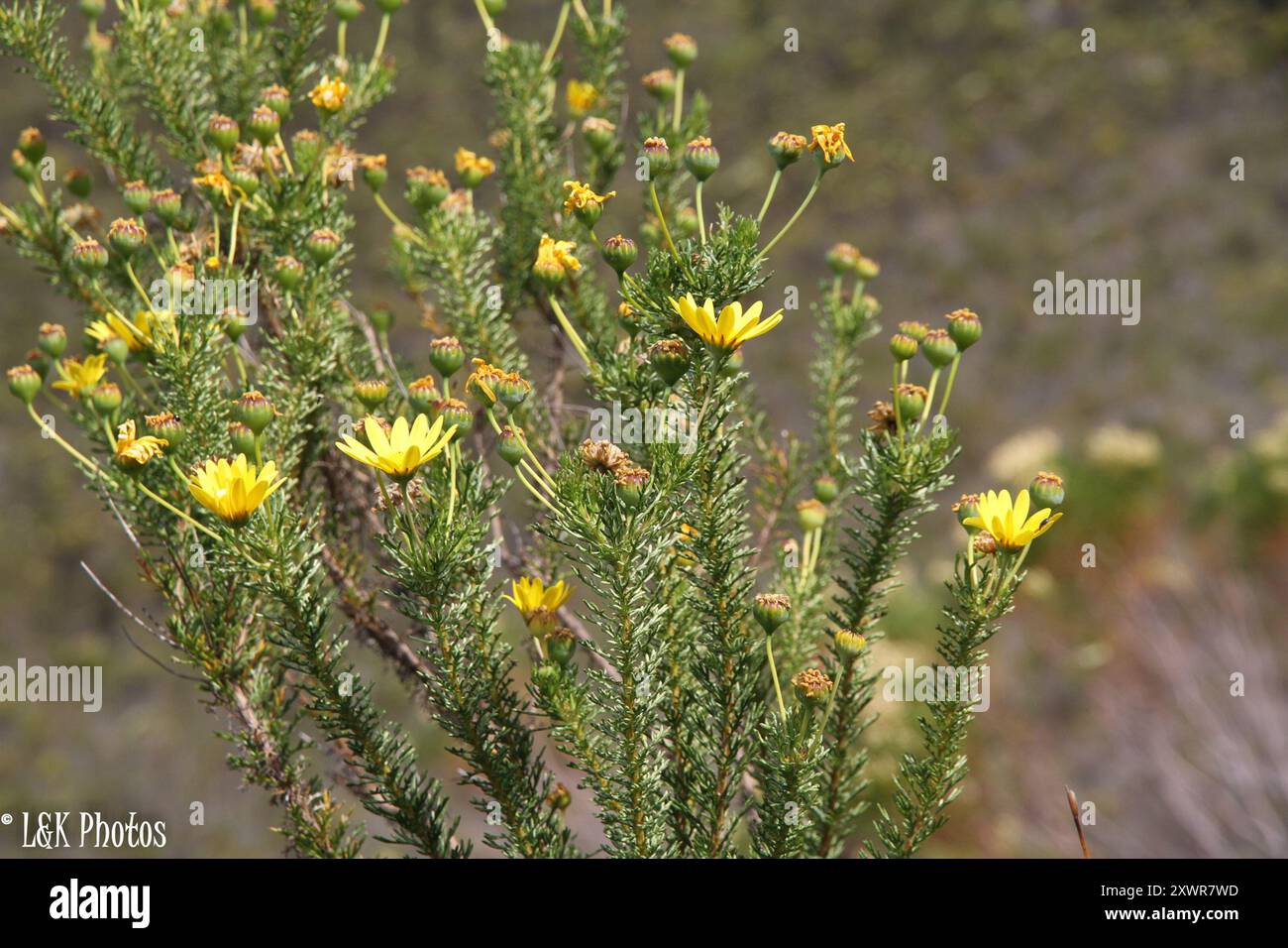 Mountain True-Eye (Euryops abrotanifolius) Plantae Stock Photo - Alamy