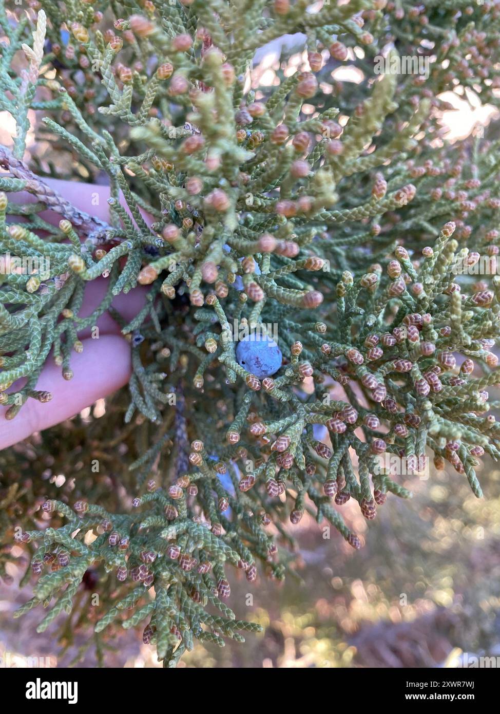 Utah Juniper (Juniperus osteosperma) Plantae Stock Photo - Alamy