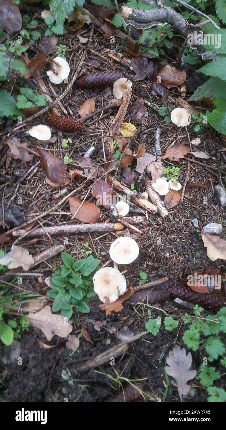Fragrant Funnel (Clitocybe fragrans) Fungi Stock Photo - Alamy