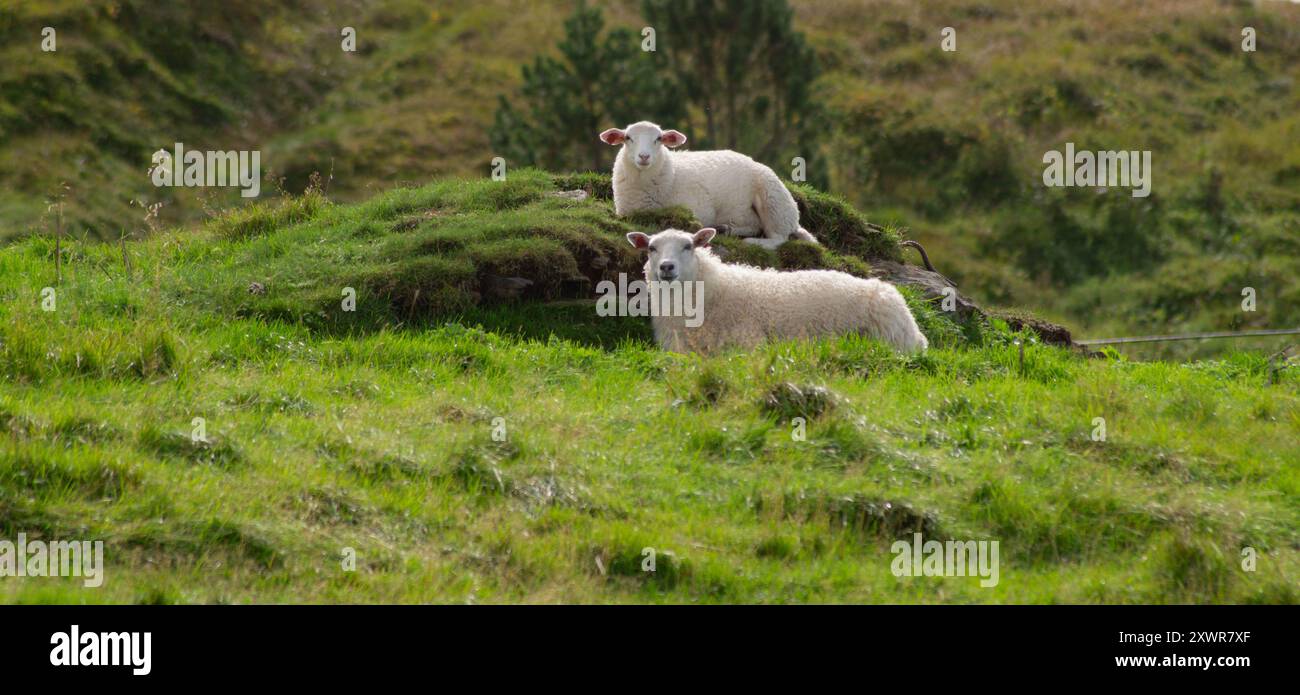 Two sheep relaxing Stock Photo - Alamy