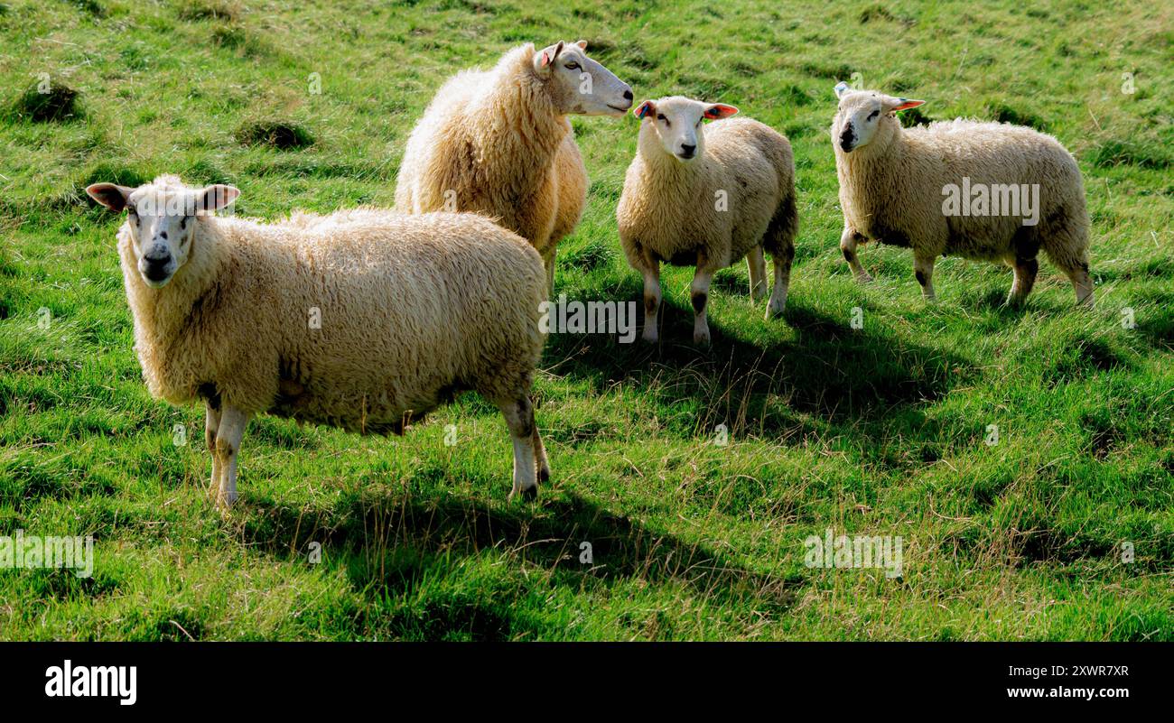 The four seasons group hi-res stock photography and images - Alamy