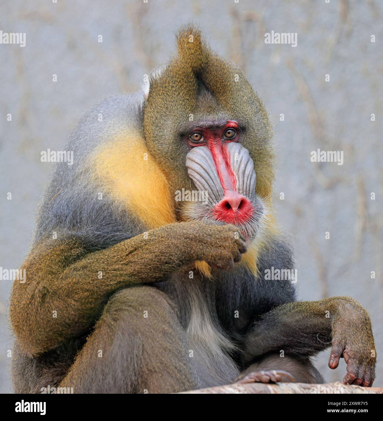 Portrait of Mandrill (Mandrillus sphinx) looking at camera Stock Photo - Alamy