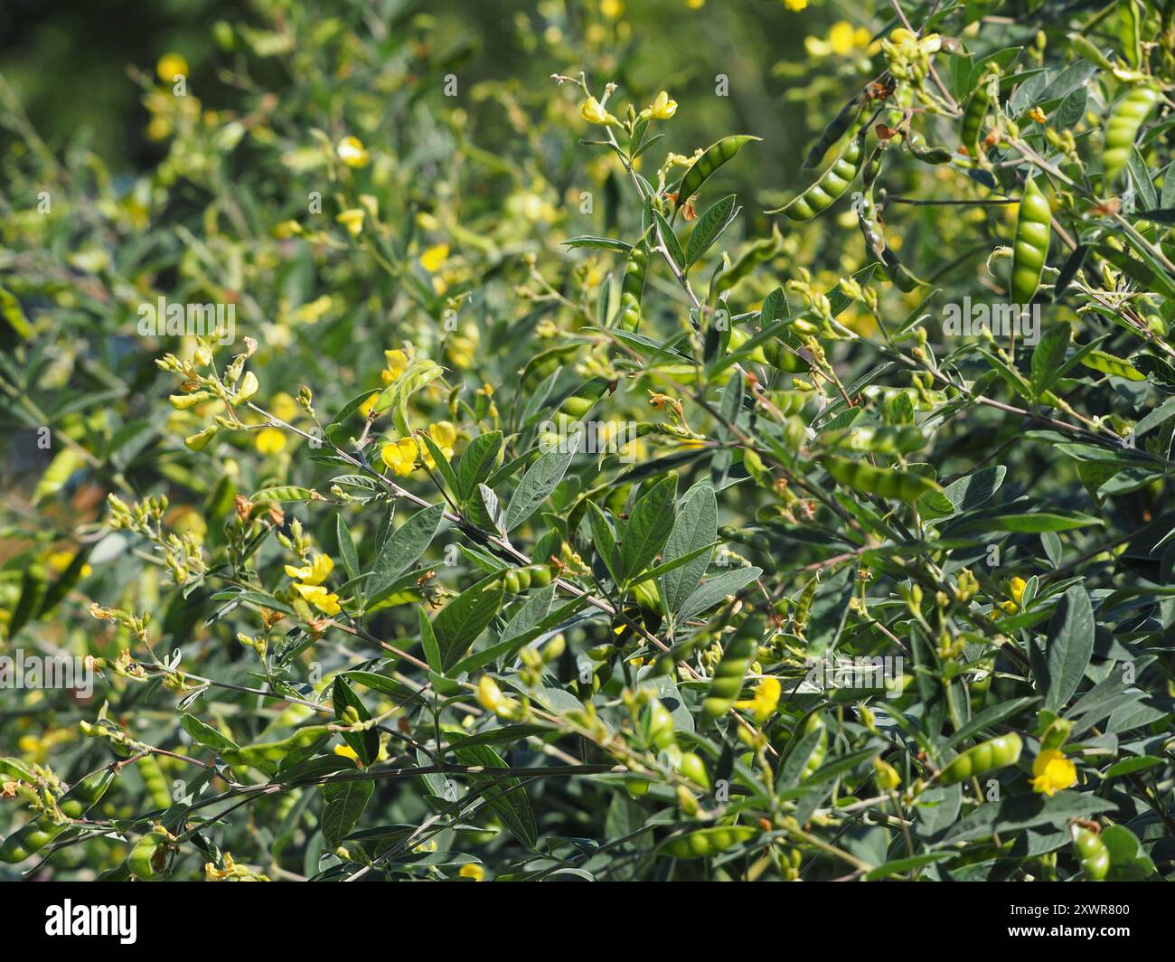 Pigeon Pea (Cajanus cajan) Plantae Stock Photo - Alamy