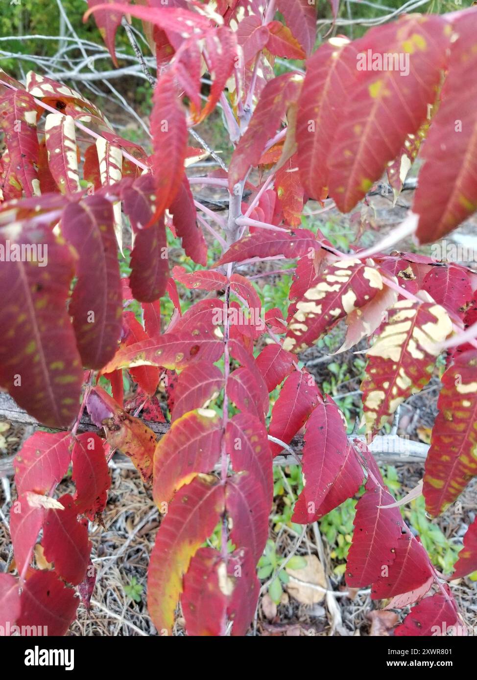 smooth sumac (Rhus glabra) Plantae Stock Photo - Alamy