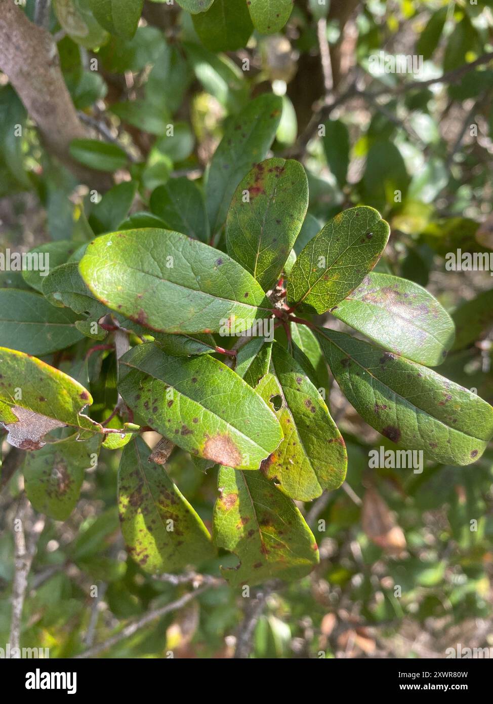 Gum bumelia (Sideroxylon lanuginosum) Plantae Stock Photo - Alamy