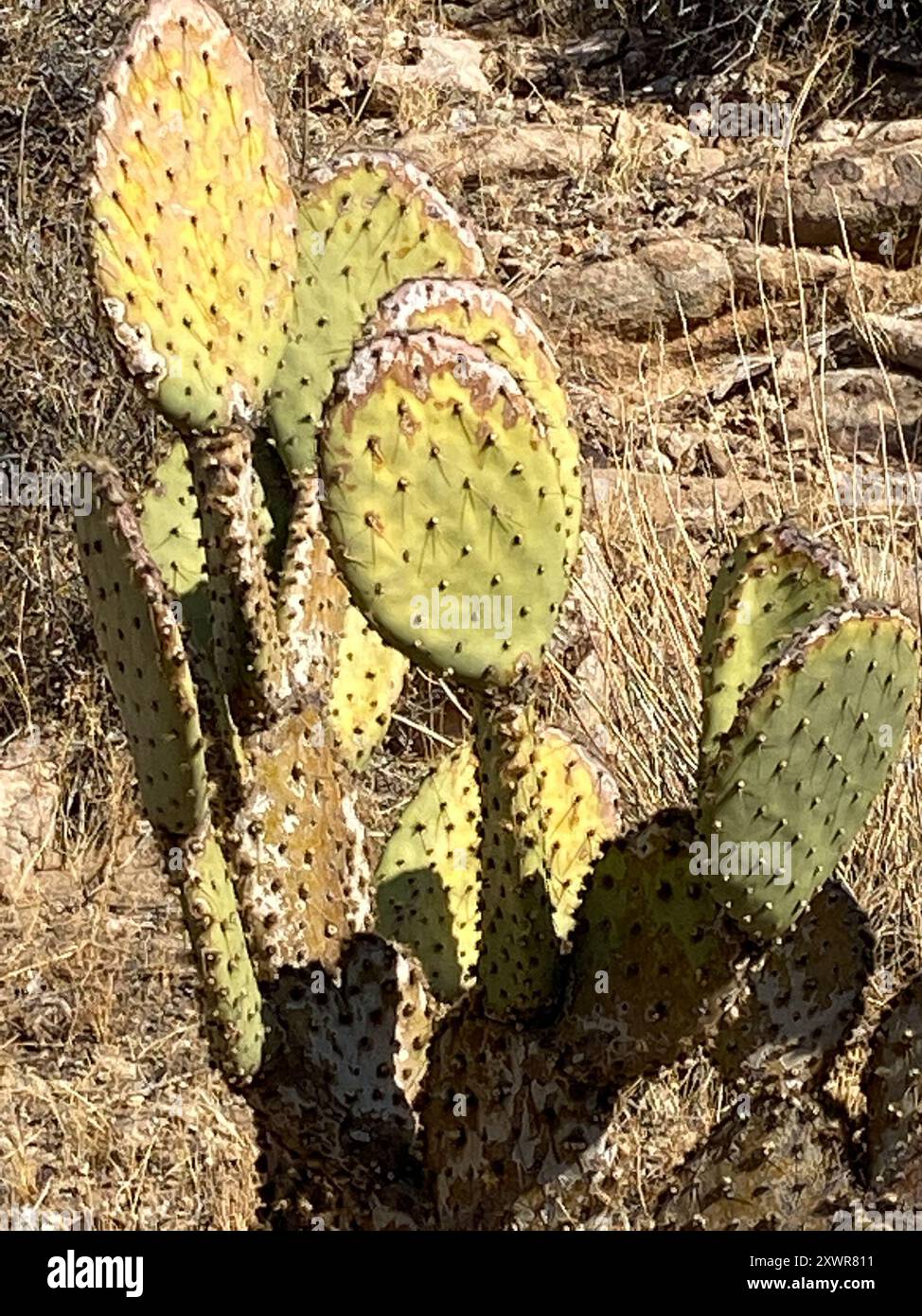 Pancake Pricklypear (Opuntia chlorotica) Plantae Stock Photo - Alamy