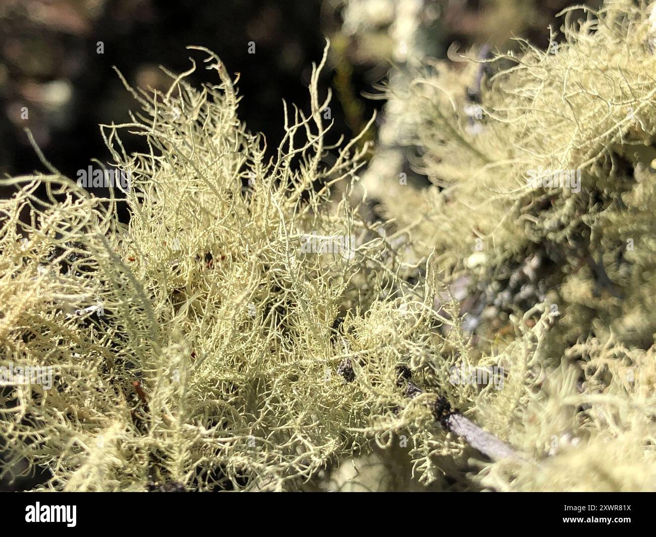 beard lichens (Usnea) Fungi Stock Photo - Alamy