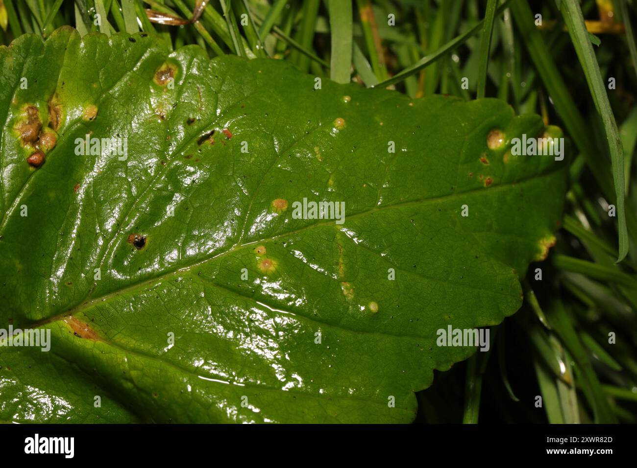 Macrosporus hi-res stock photography and images - Alamy