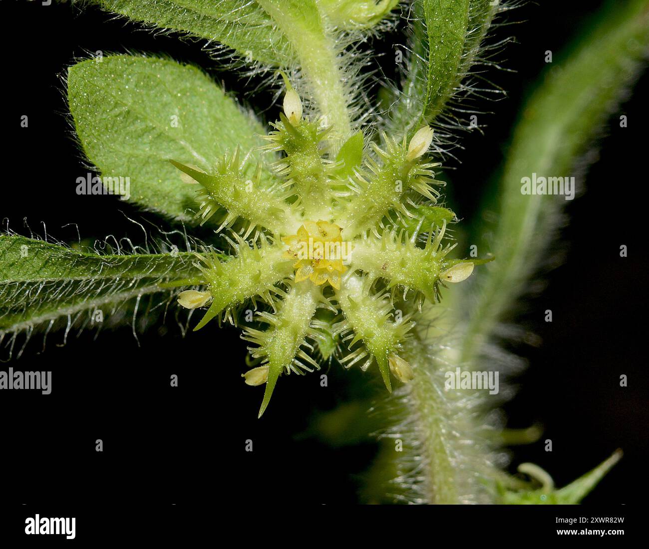 Bindii (Acanthospermum hispidum) Plantae Stock Photo - Alamy