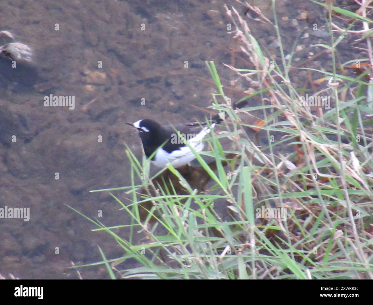Japanese wagtail hi-res stock photography and images - Alamy