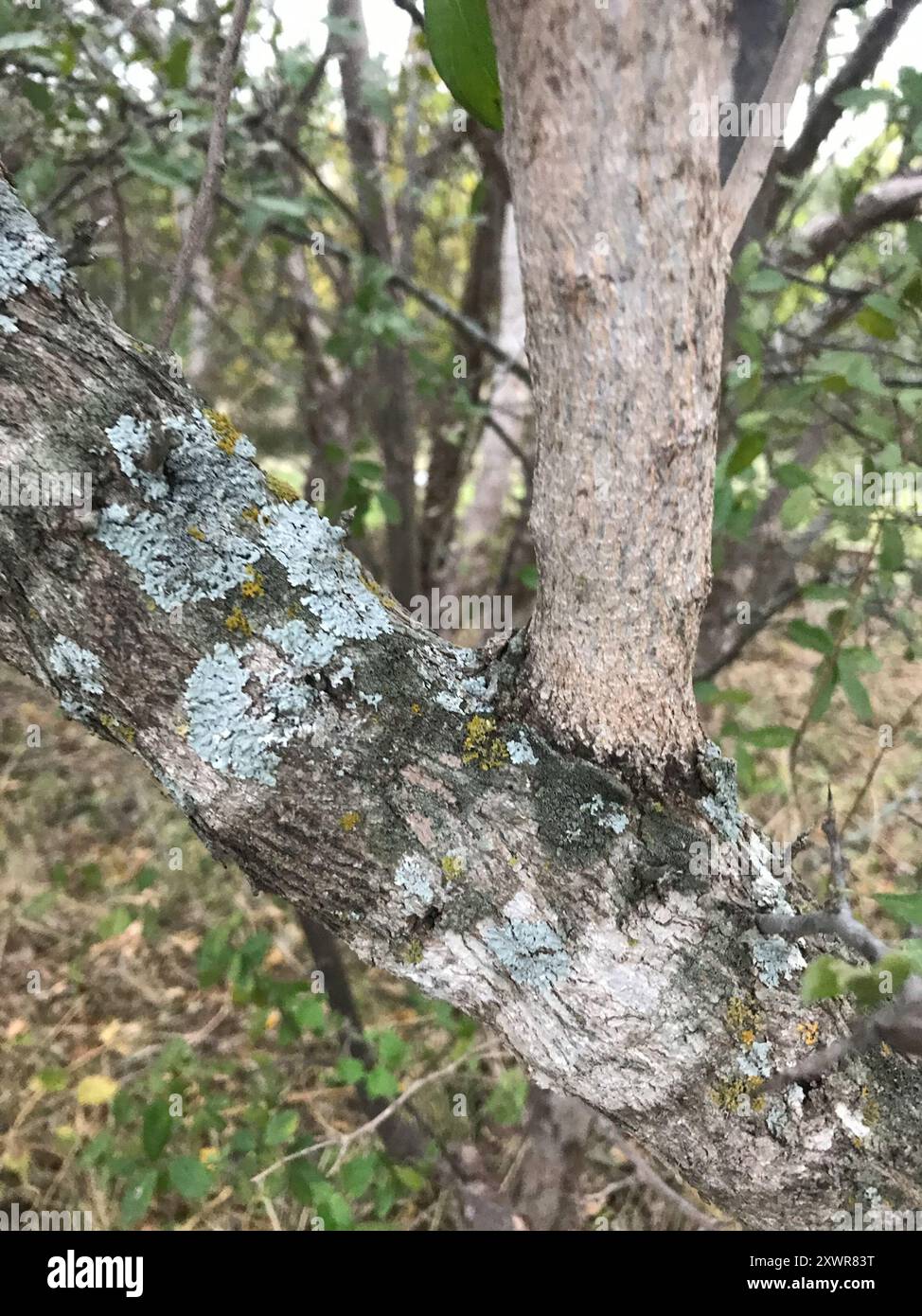Brasil (Condalia hookeri) Plantae Stock Photo - Alamy