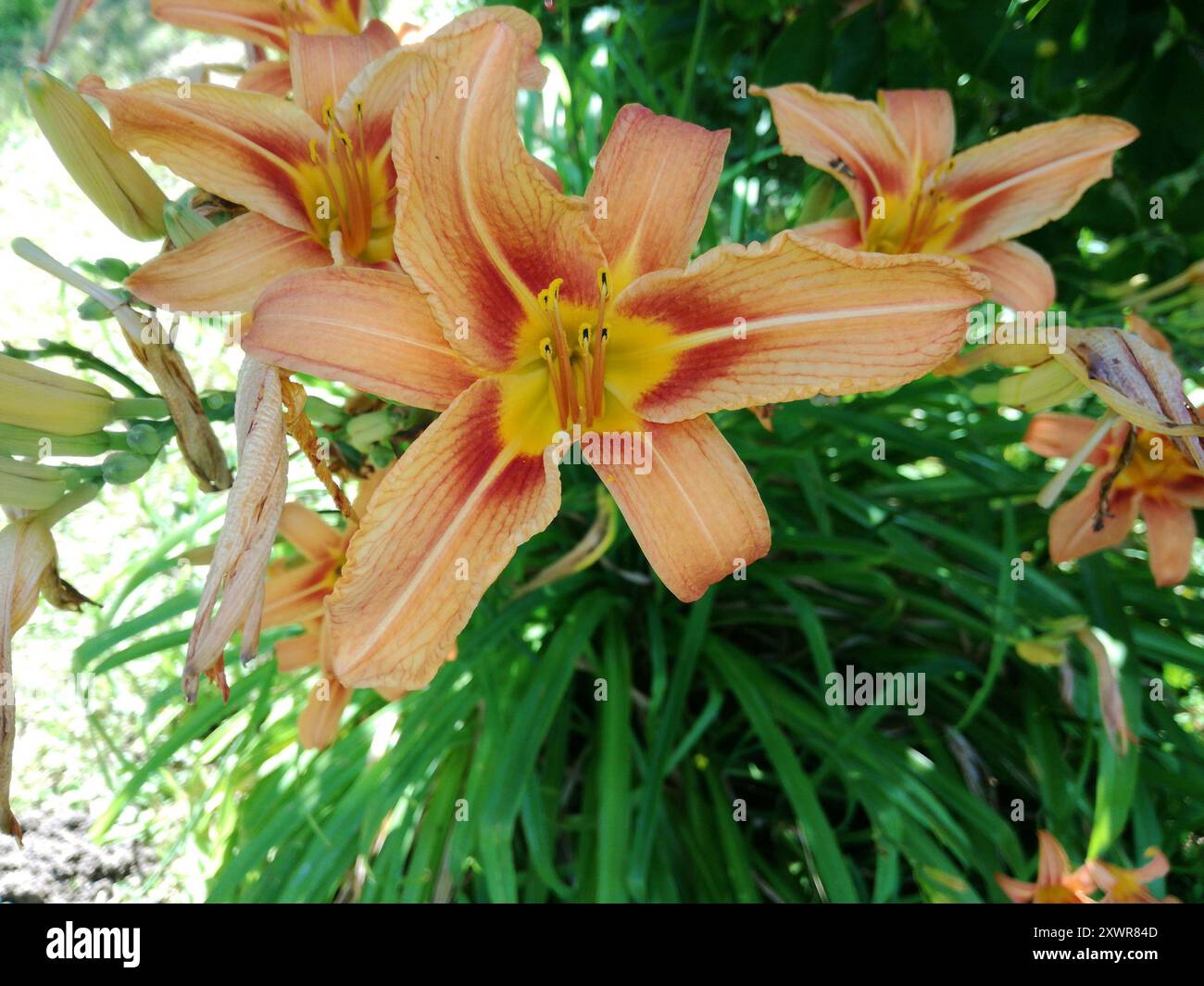 orange day-lily (Hemerocallis fulva) Plantae Stock Photo - Alamy