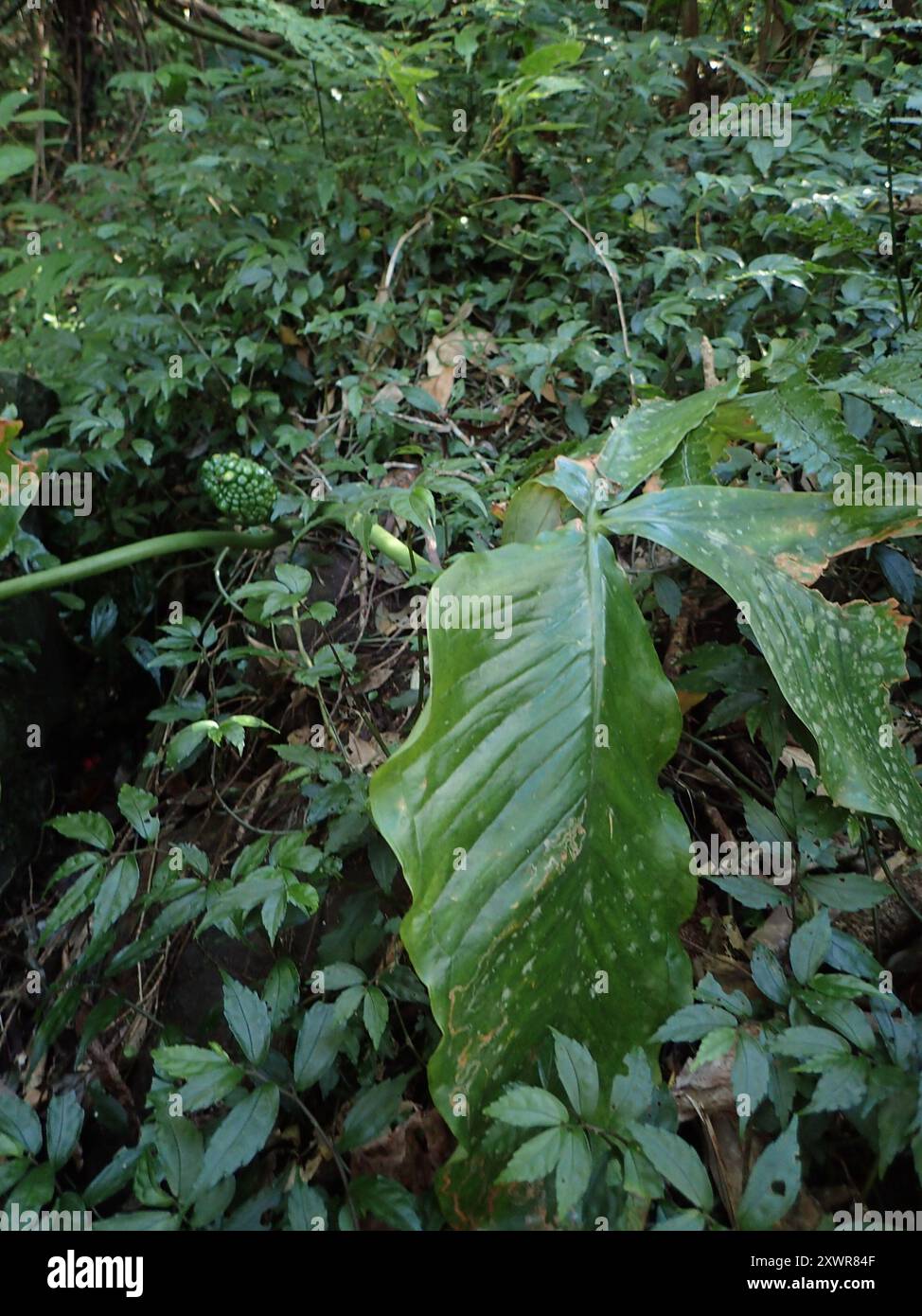Japanese cobra lily (Arisaema ringens) Plantae Stock Photo - Alamy