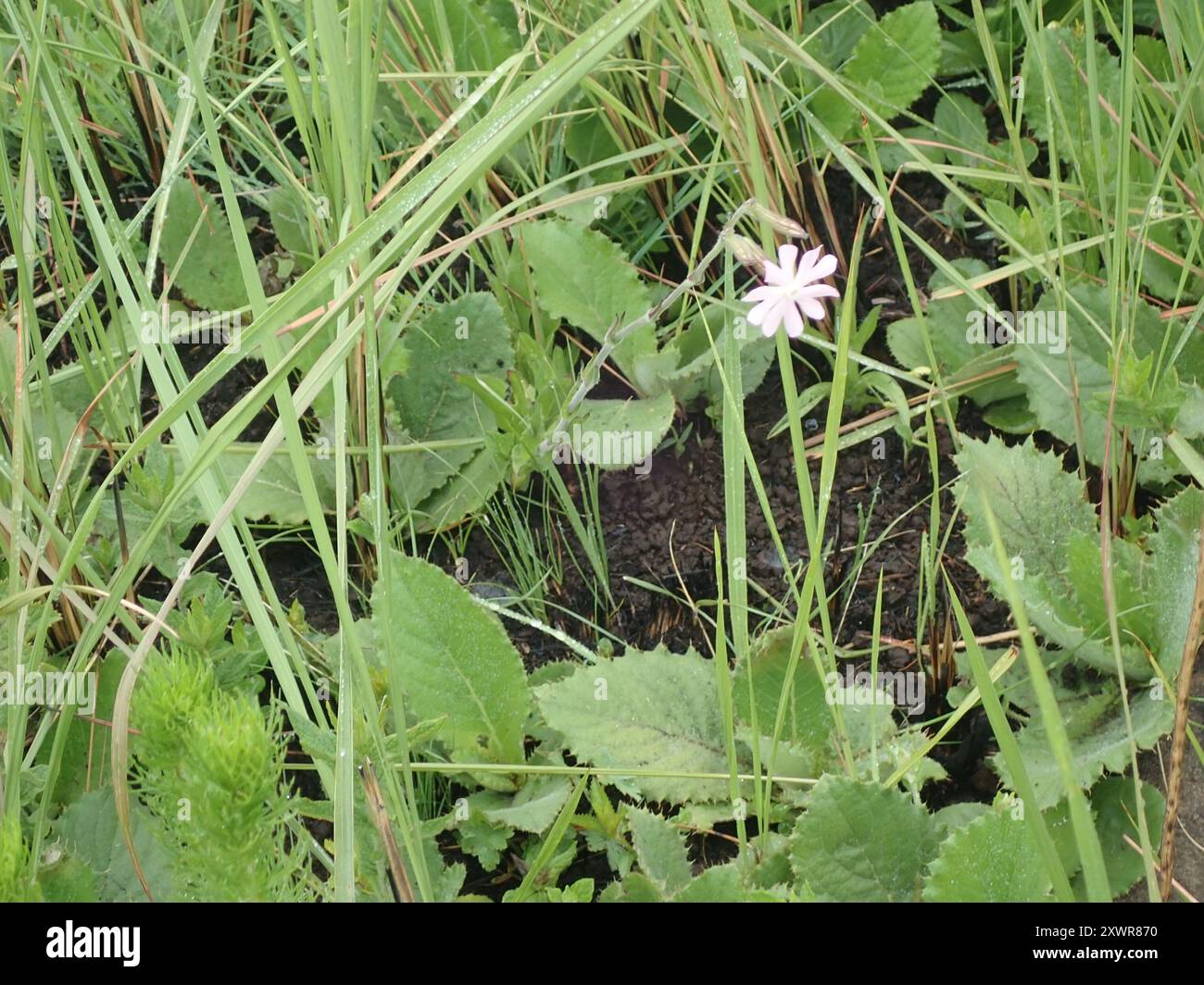 Common Cape Catchfly (Silene undulata undulata) Plantae Stock Photo - Alamy