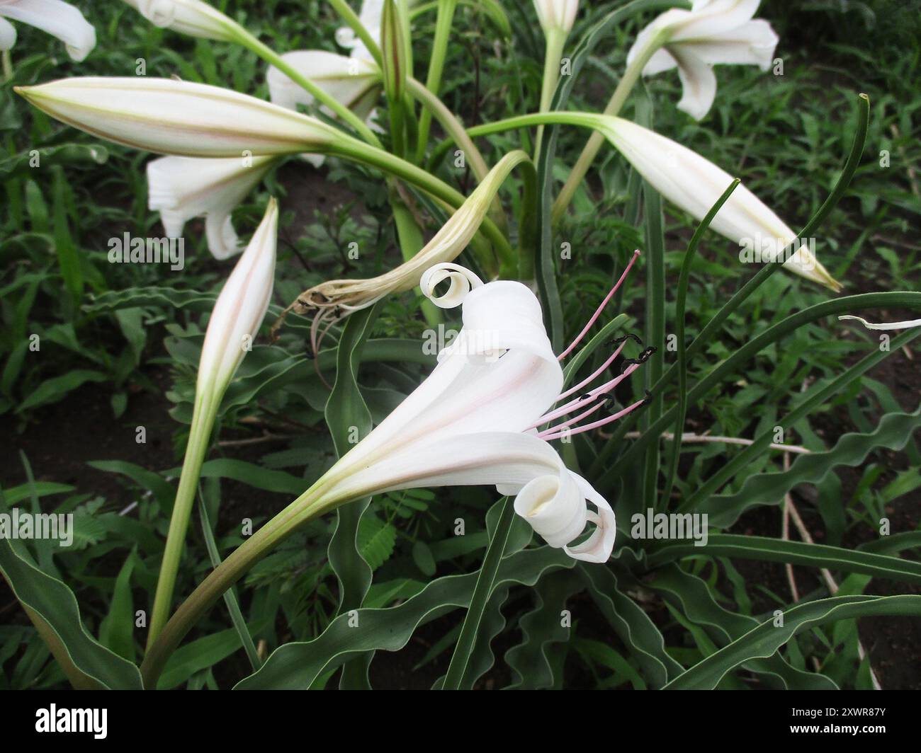 Veld Swamplily (Crinum lugardiae) Plantae Stock Photo - Alamy