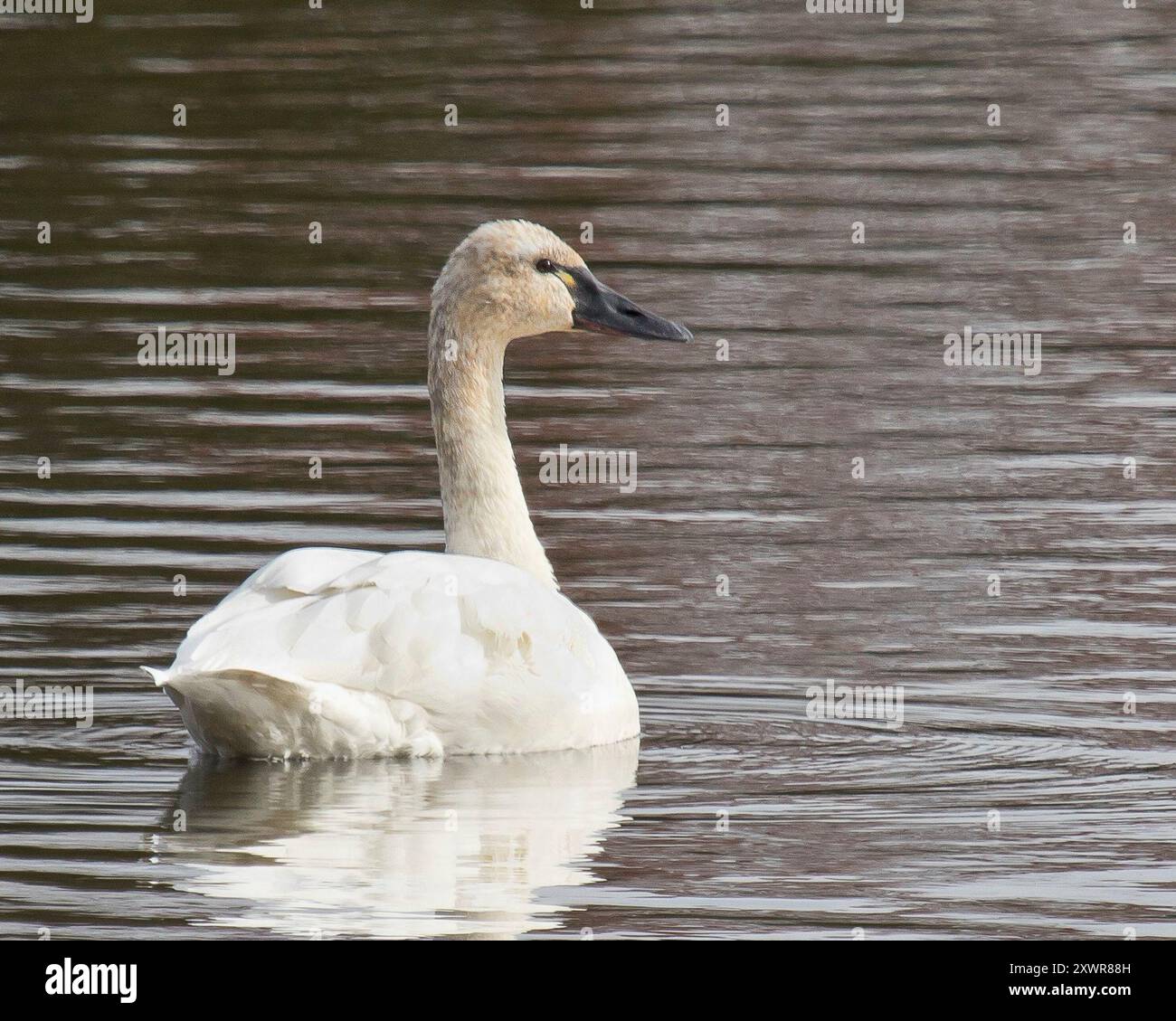 Tundra Swan (Cygnus columbianus) Aves Stock Photo - Alamy