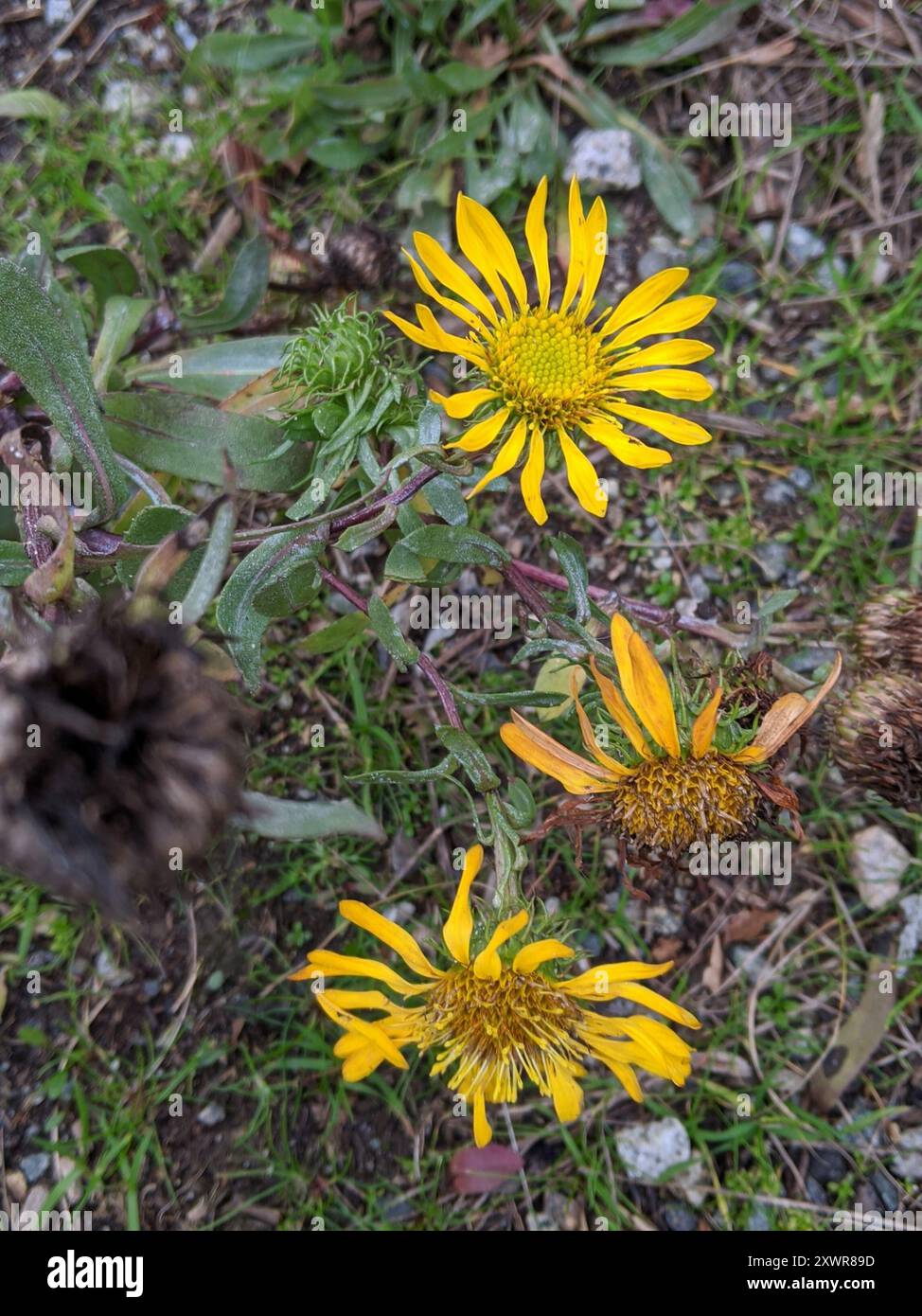 Oregon Gumplant (Grindelia stricta) Plantae Stock Photo - Alamy