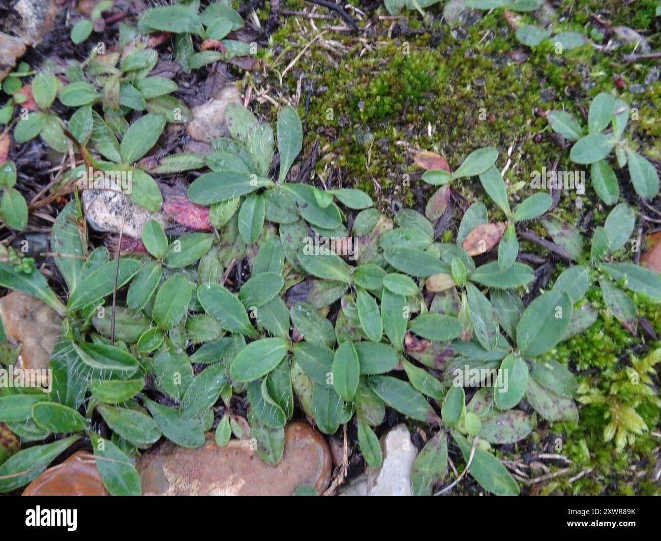 mouse-eared hawkweed (Pilosella officinarum) Plantae Stock Photo - Alamy