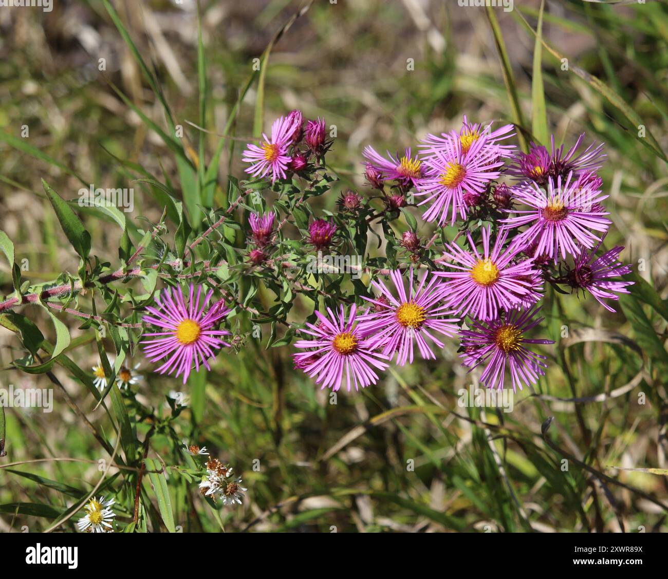 New England aster (Symphyotrichum novae-angliae) Plantae Stock Photo ...