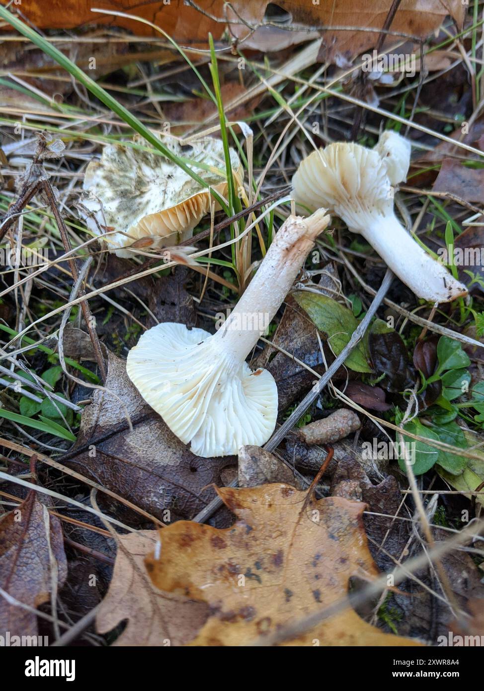 Meadow Waxcap (Cuphophyllus pratensis) Fungi Stock Photo - Alamy