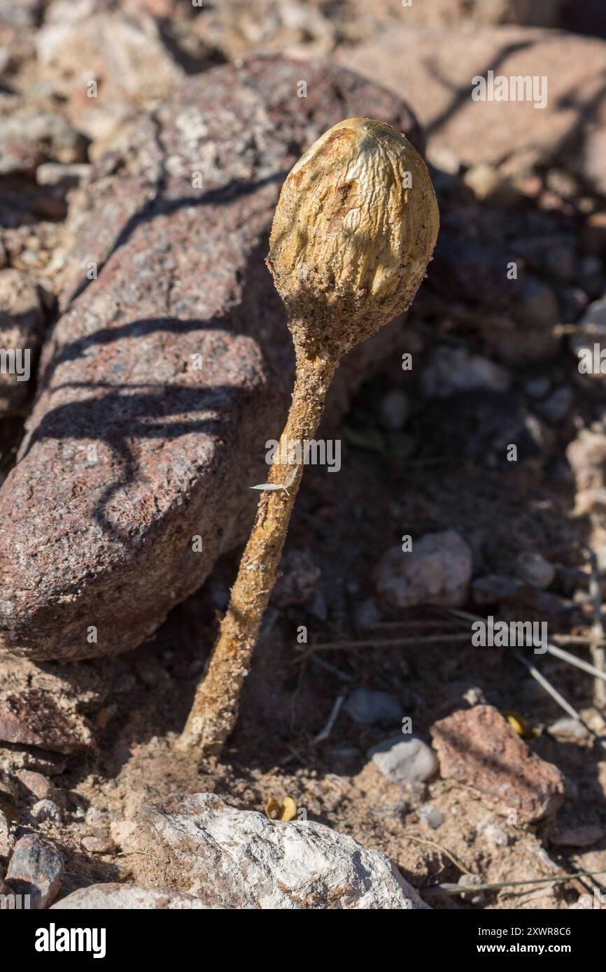 Podaxis hi-res stock photography and images - Alamy