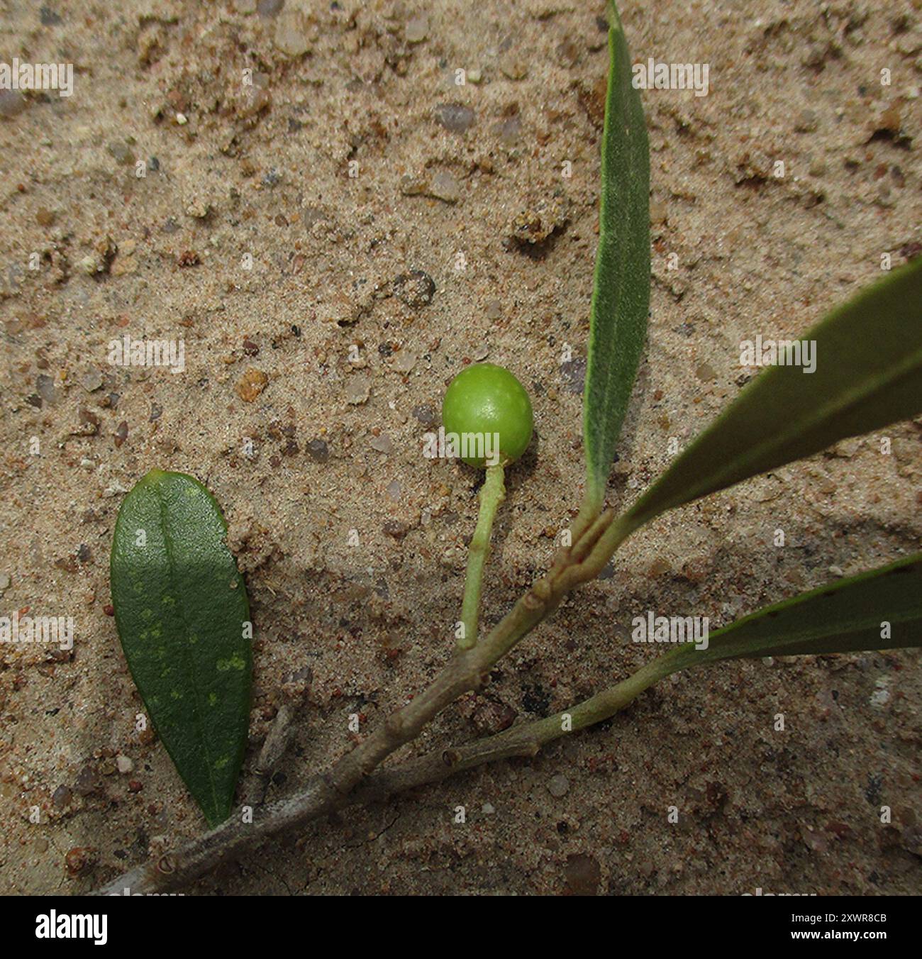 African olive (Olea europaea cuspidata) Plantae Stock Photo - Alamy