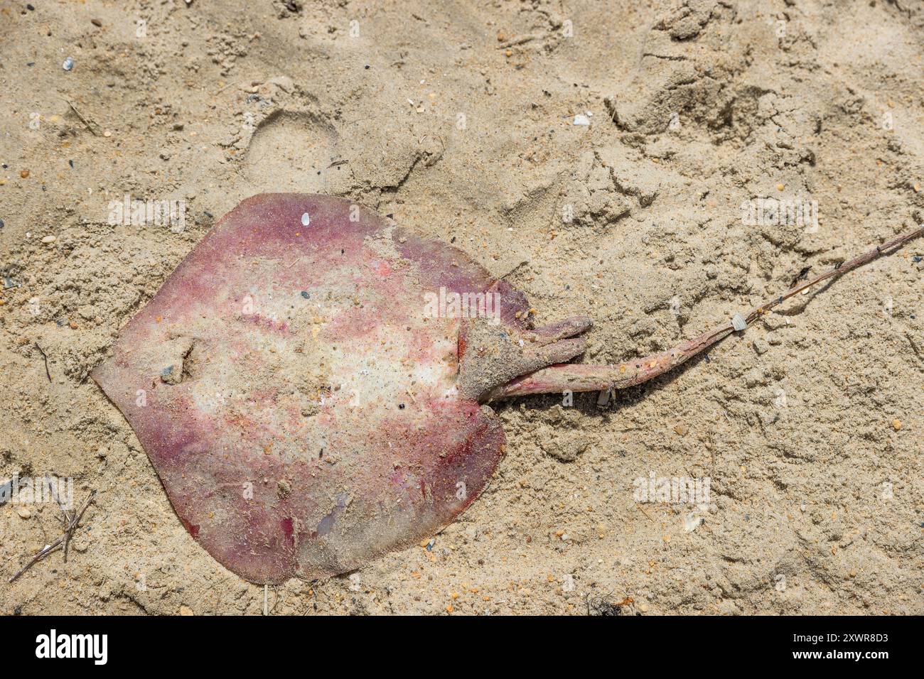 Beach combing near Avon Pier saw a washed ashore dead stingray lying in ...