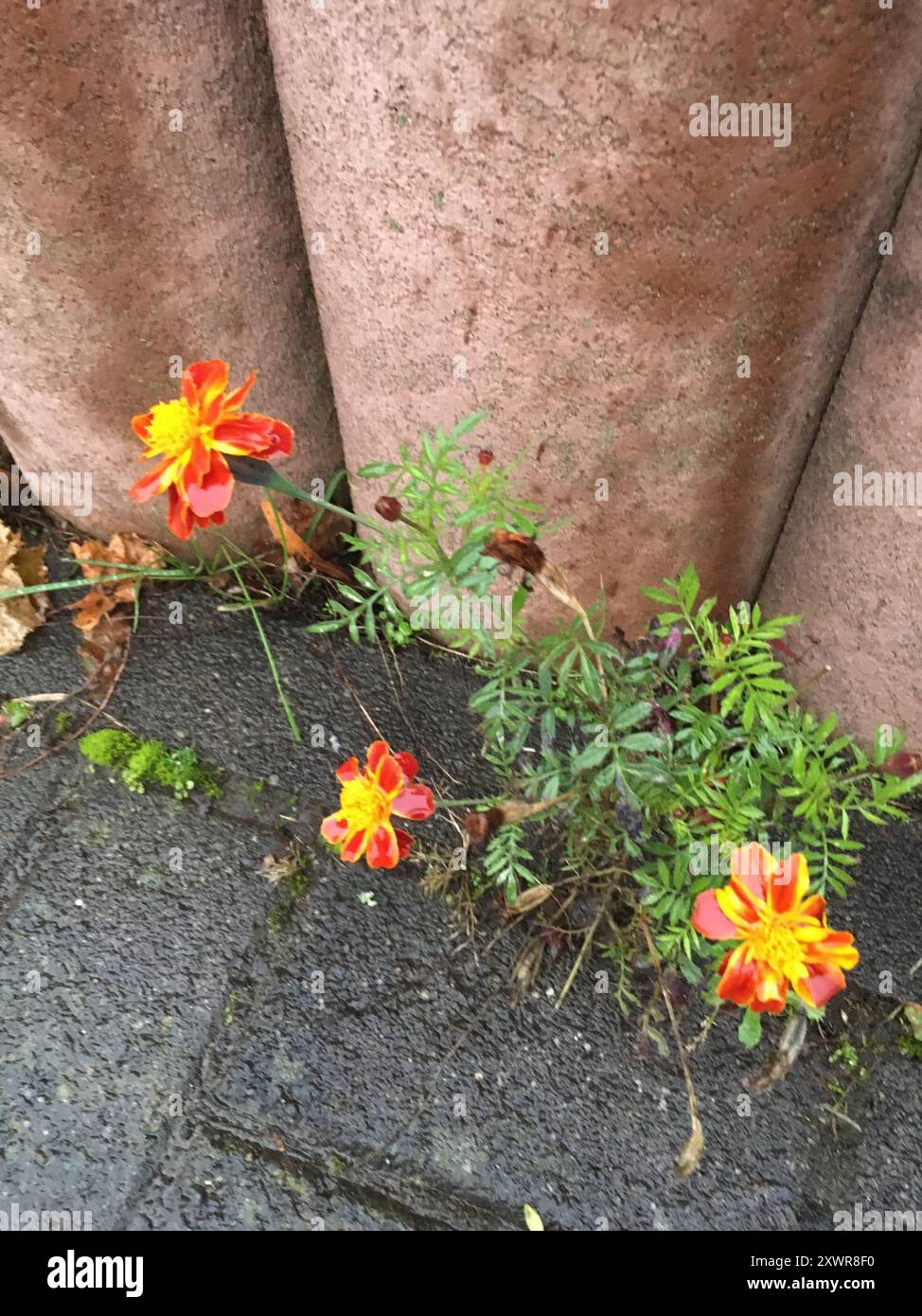 French marigold (Tagetes patula) Plantae Stock Photo - Alamy