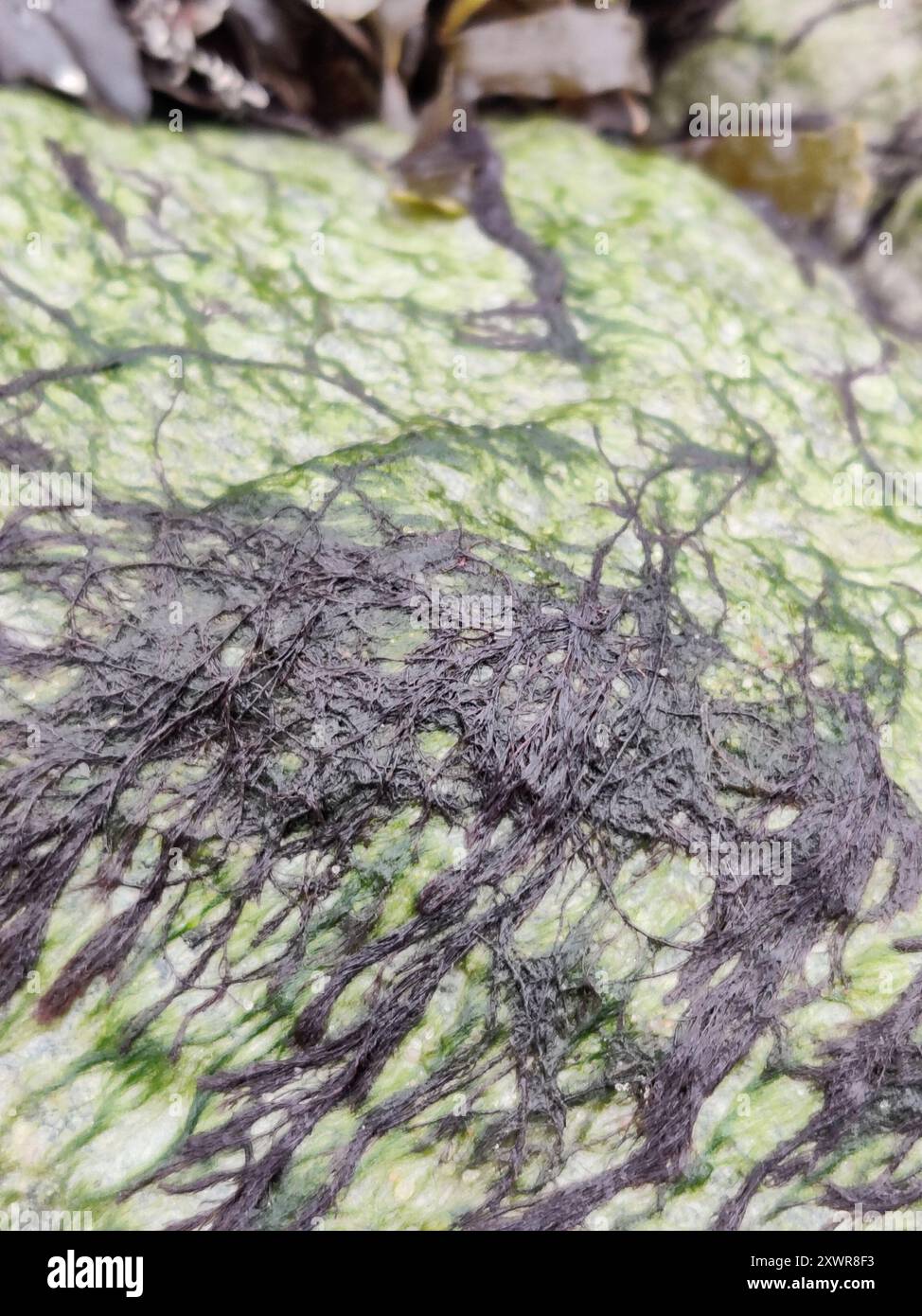 red algae (Rhodophyta) Plantae Stock Photo - Alamy