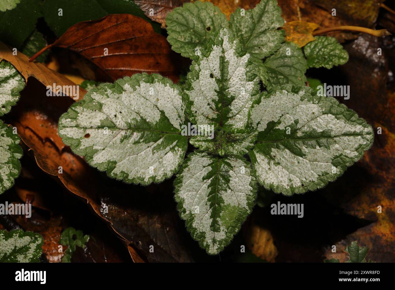 Variegated Yellow Archangel (Lamium galeobdolon argentatum) Plantae ...