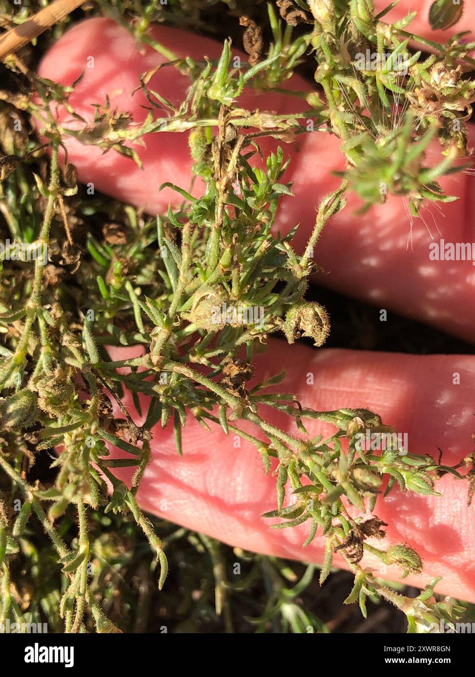 Sticky Sand-Spurrey (Spergularia macrotheca) Plantae Stock Photo - Alamy