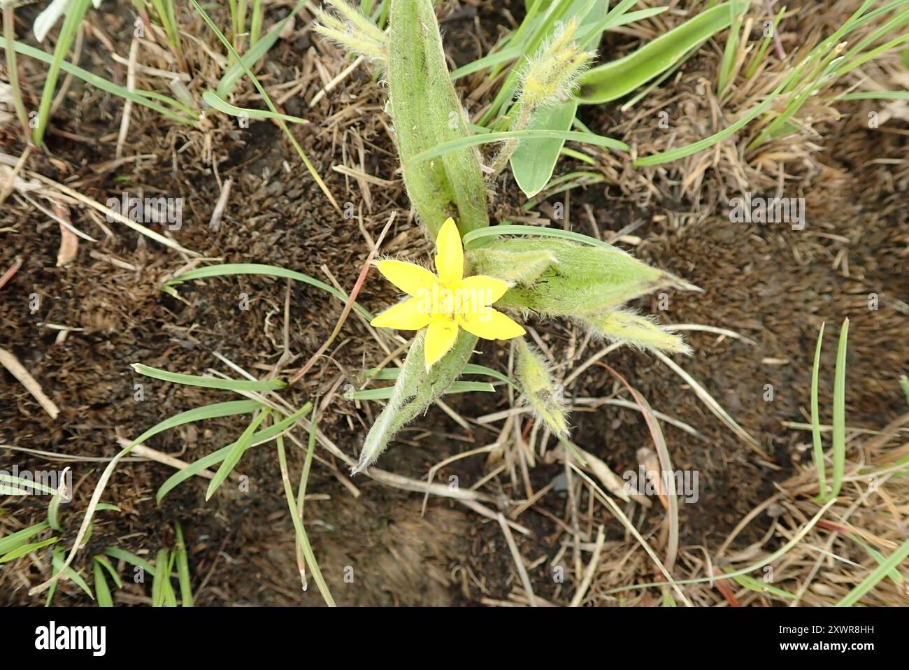 Winter Stargrass (Hypoxis multiceps) Plantae Stock Photo - Alamy