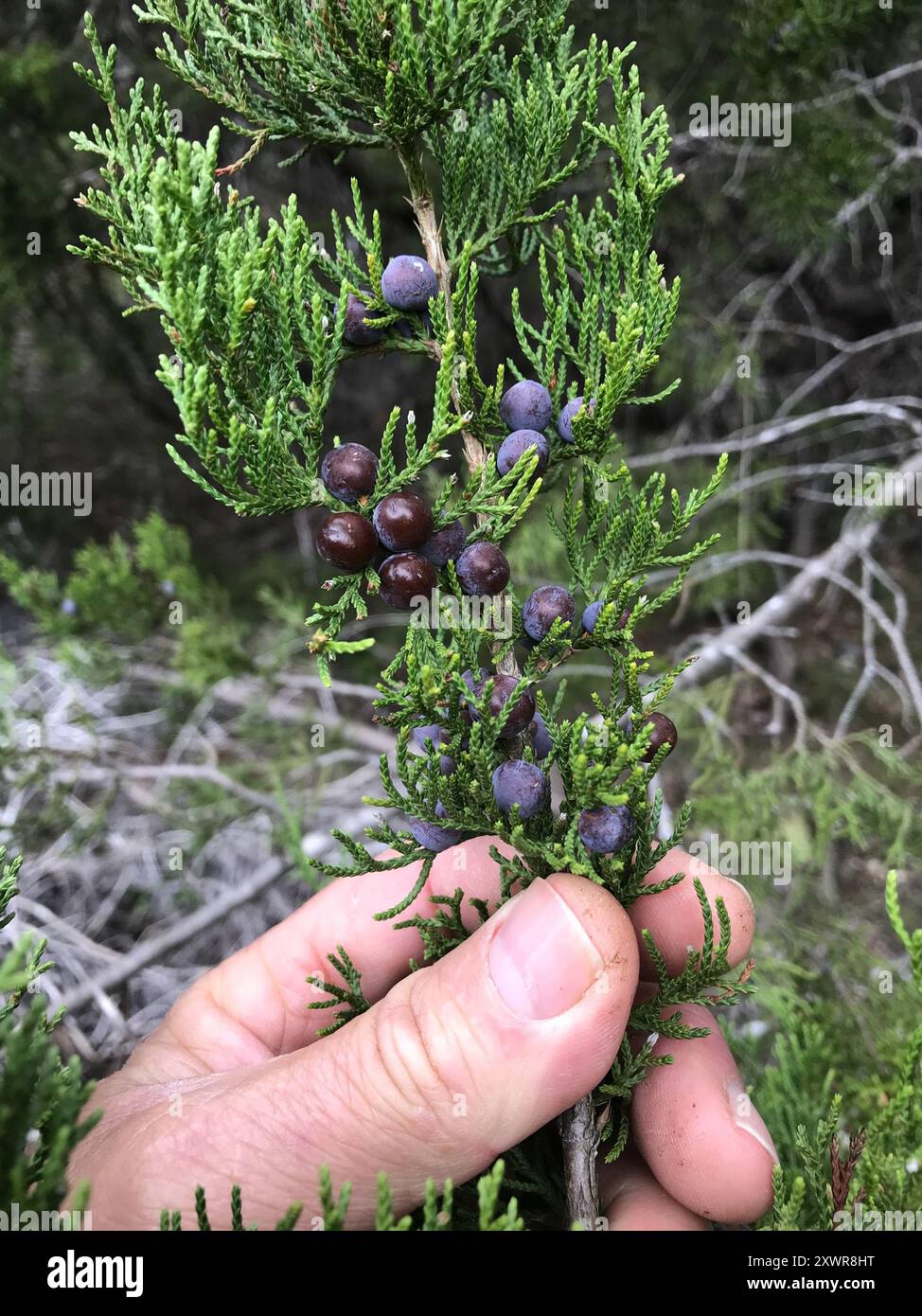 Ashe juniper (Juniperus ashei) Plantae Stock Photo - Alamy