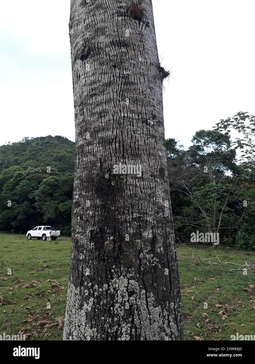 Balsa Tree (Ochroma pyramidale) Plantae Stock Photo - Alamy
