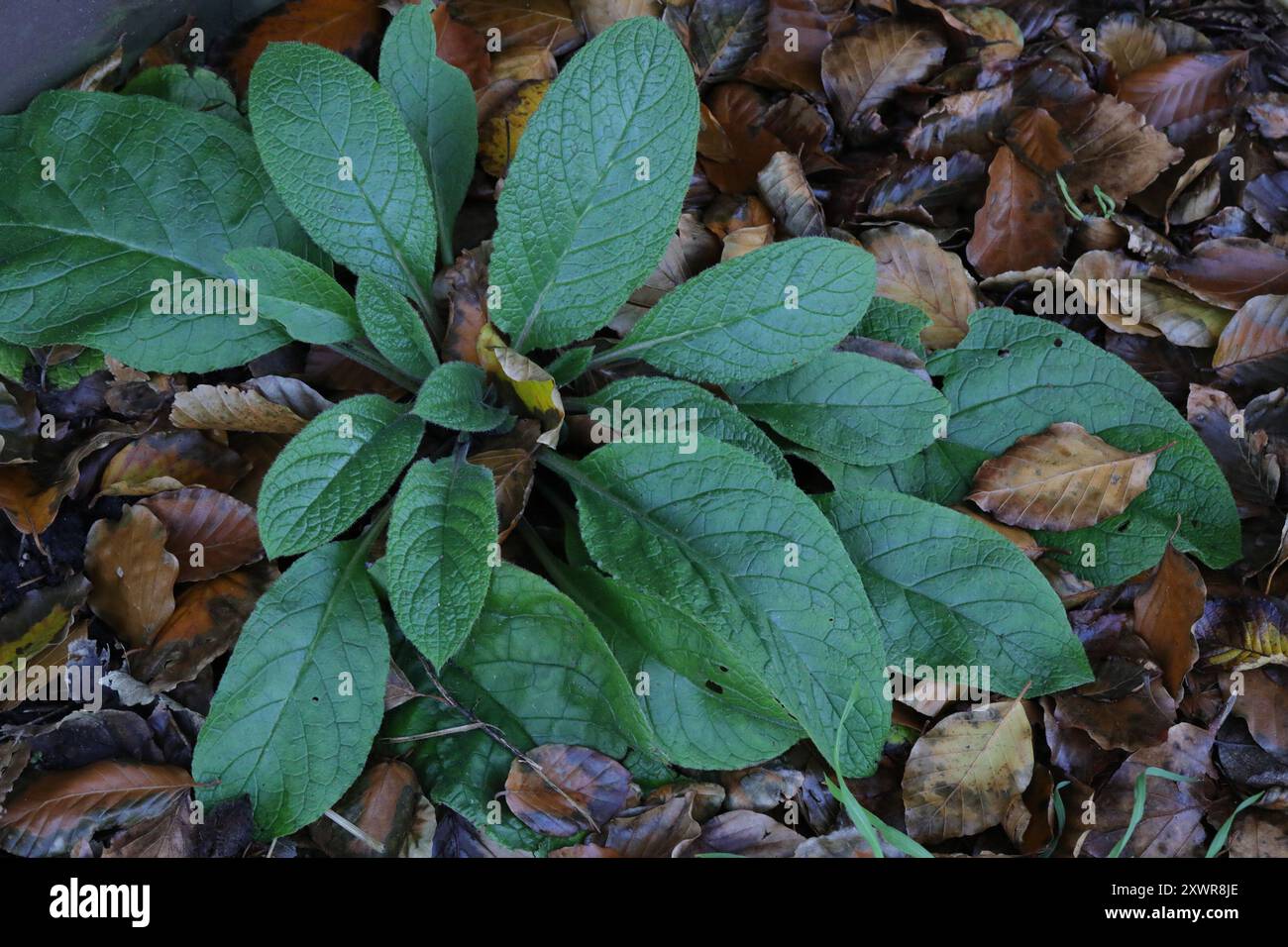 Green Alkanet (Pentaglottis sempervirens) Plantae Stock Photo - Alamy