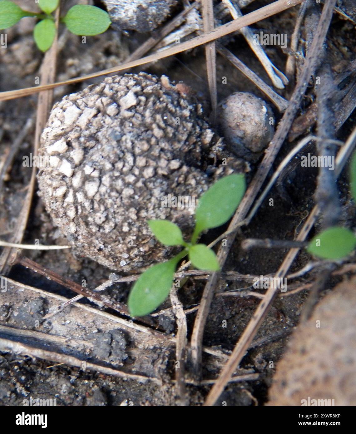 common earthball (Scleroderma citrinum) Fungi Stock Photo - Alamy
