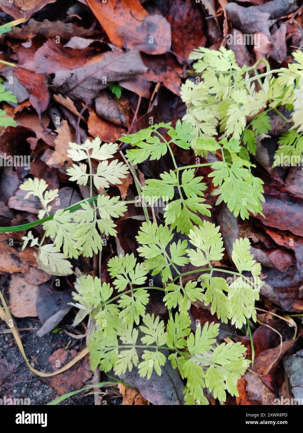 Chervils, Carrots, Hedgeparsleys and Allies (Scandiceae) Plantae Stock ...