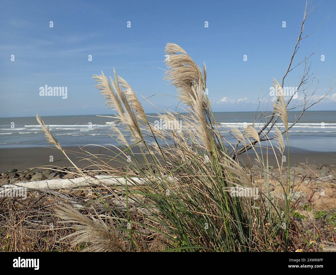 Chinese silver grass (Miscanthus sinensis) Plantae Stock Photo - Alamy