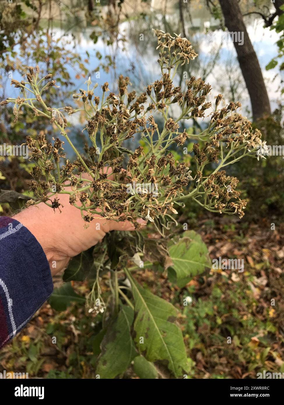 frostweed (Verbesina virginica) Plantae Stock Photo - Alamy