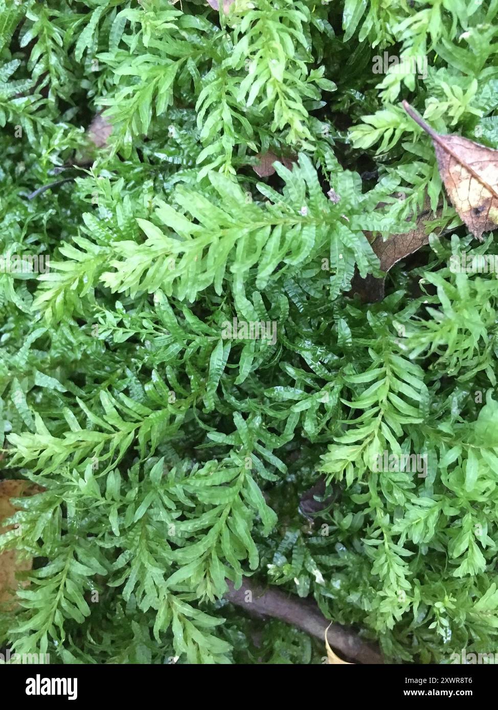 Palm-tree Moss (Plagiomnium undulatum) Plantae Stock Photo - Alamy