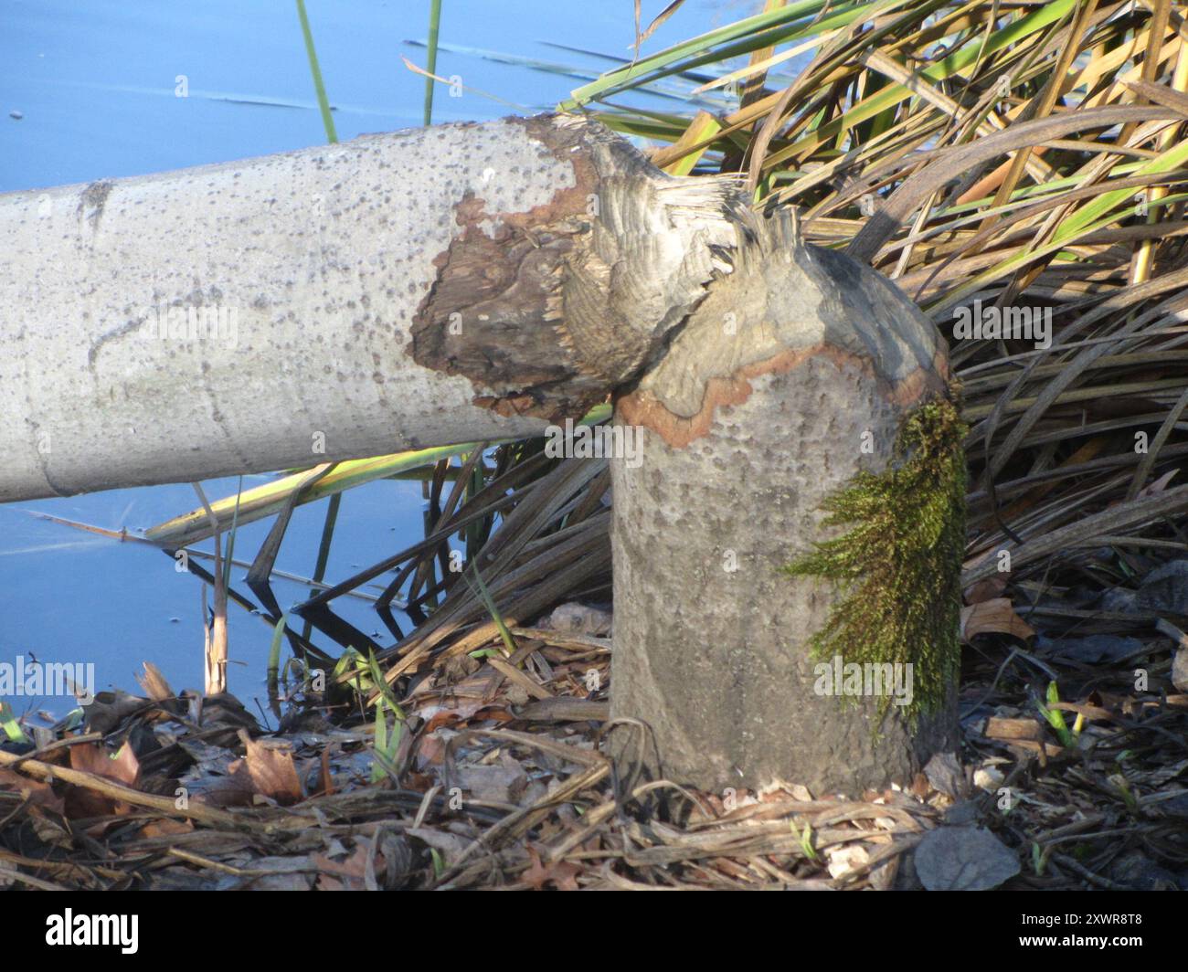 American Beaver (Castor canadensis) Mammalia Stock Photo - Alamy