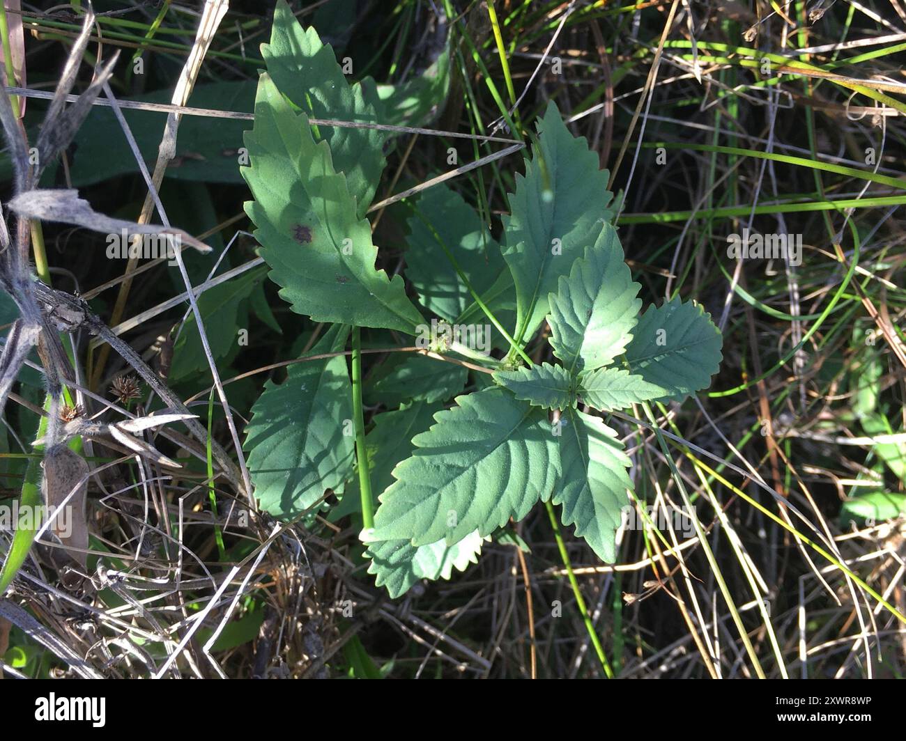 sweet bugleweed (Lycopus virginicus) Plantae Stock Photo - Alamy