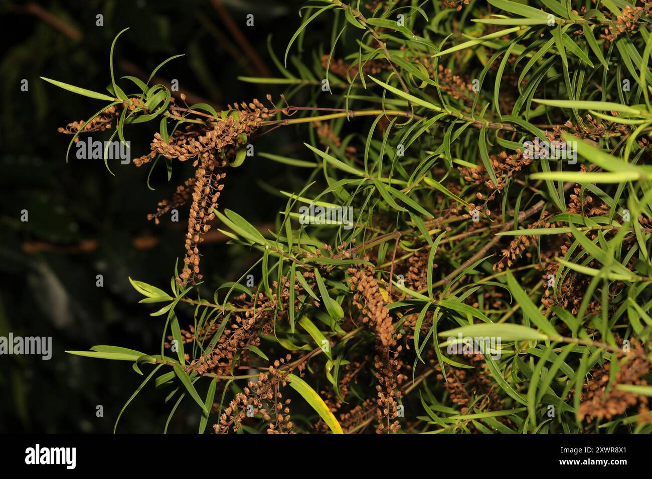 koromiko (Veronica salicifolia) Plantae Stock Photo - Alamy