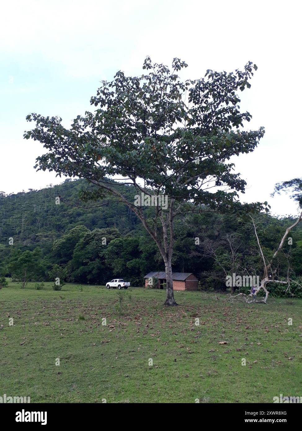 Balsa Tree (Ochroma pyramidale) Plantae Stock Photo - Alamy