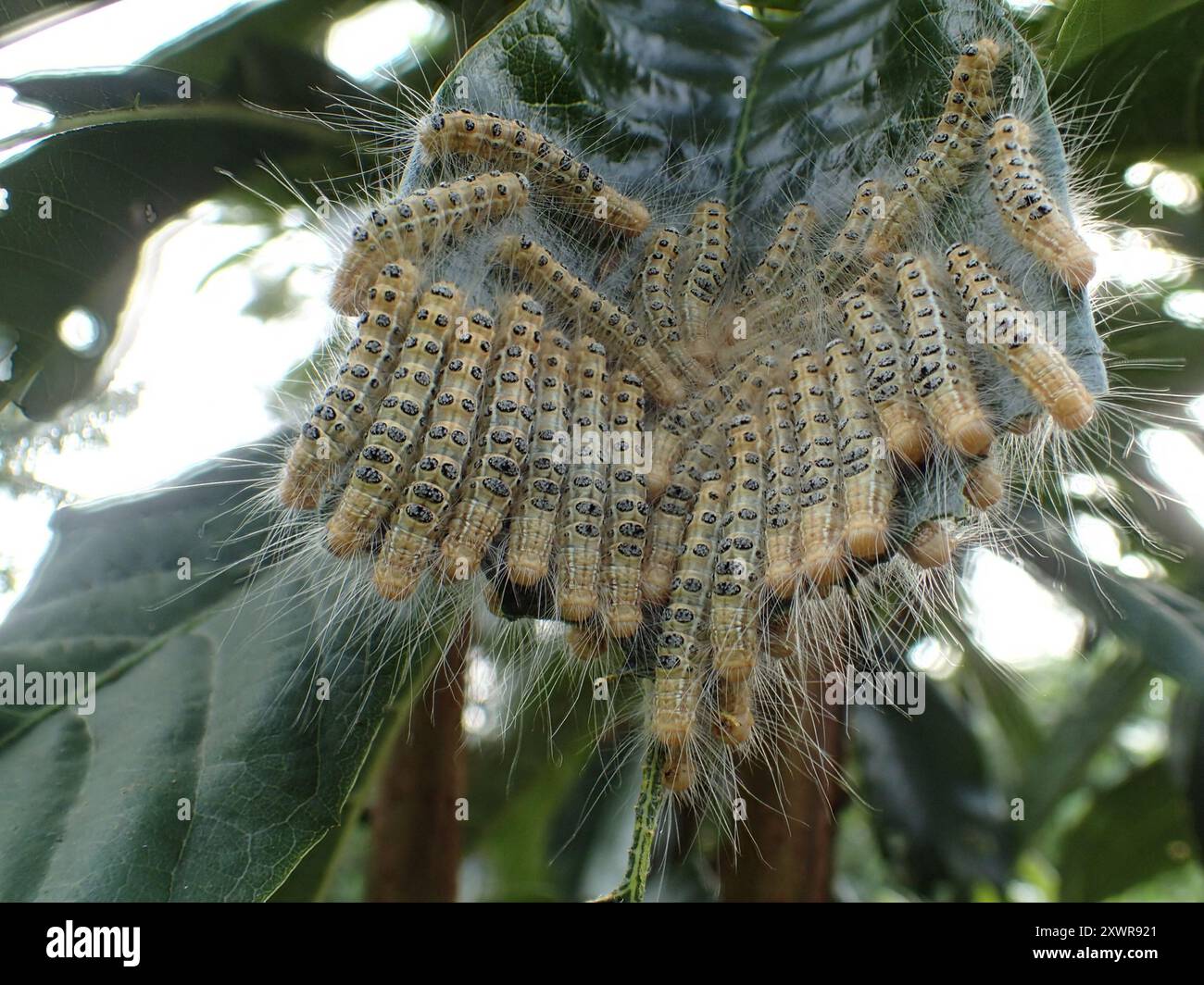 Underwing, Tiger, Tussock, and Allied Moths (Erebidae) Insecta Stock ...