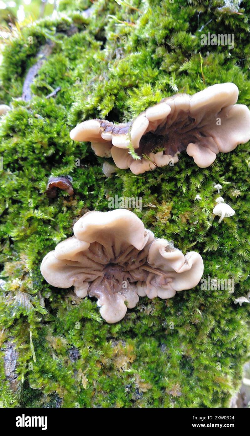 Tripe Fungus (Auricularia mesenterica) Fungi Stock Photo - Alamy